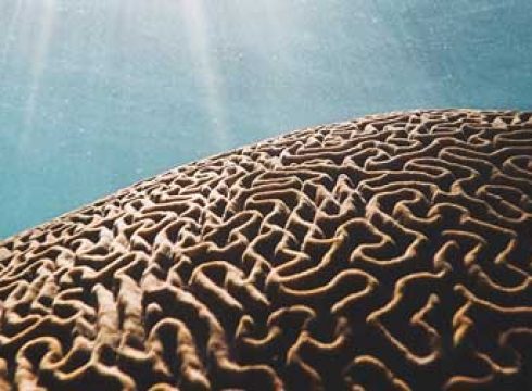 Biohacking and Neurohacking - Solcere